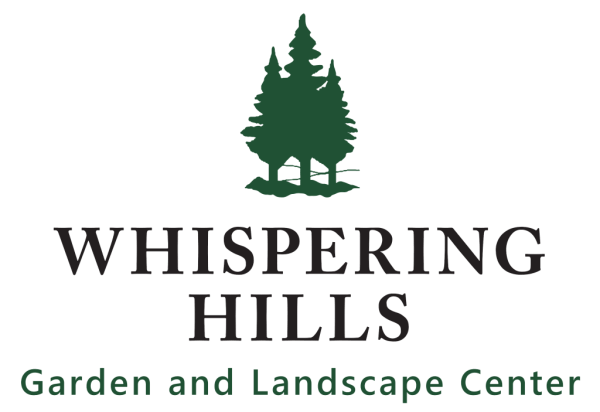 Fall needle drop is normal, here’s what to look for | Whispering Hills ...