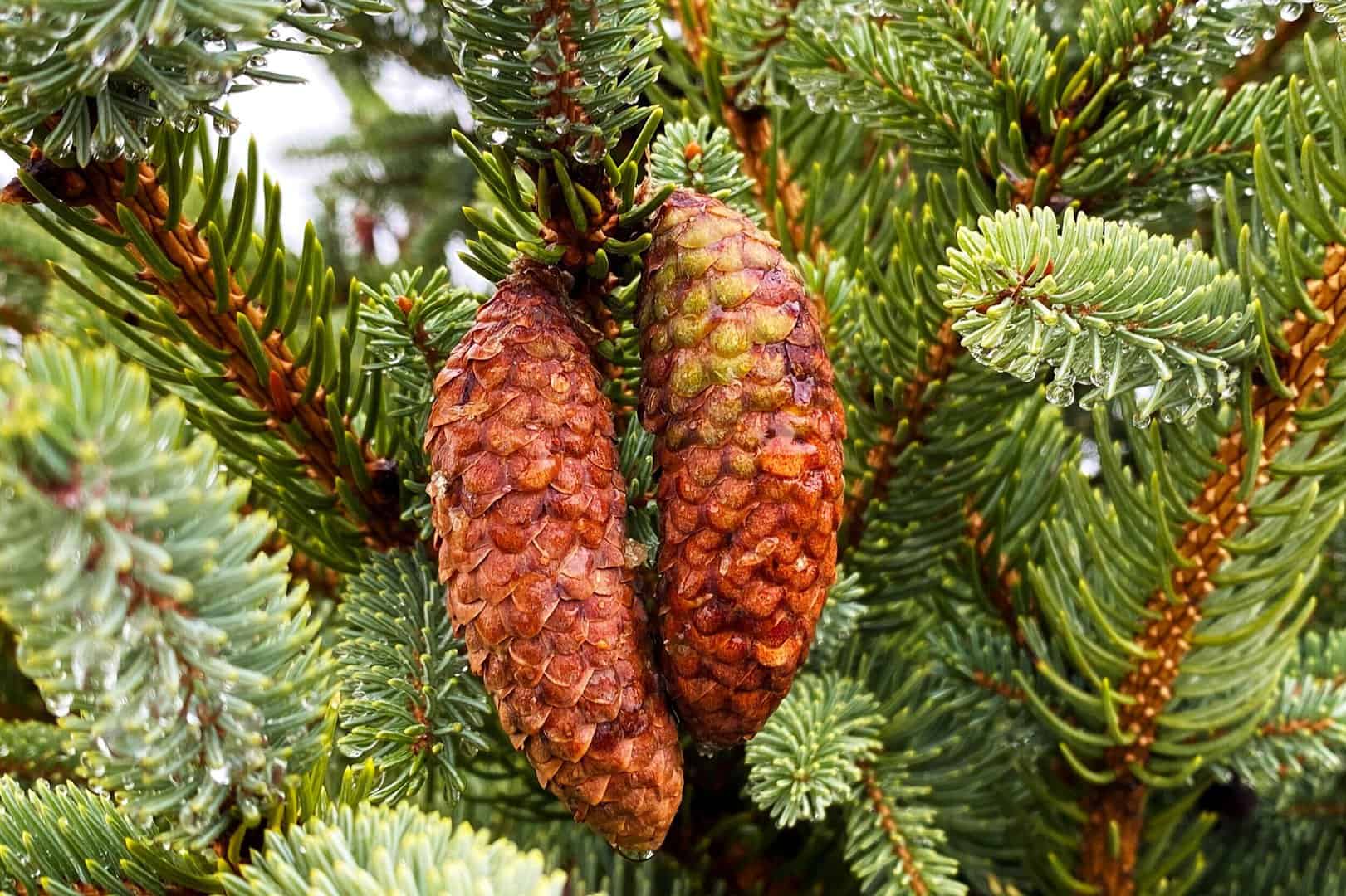 Evergreen care for fall and winter | Whispering Hills Nursery