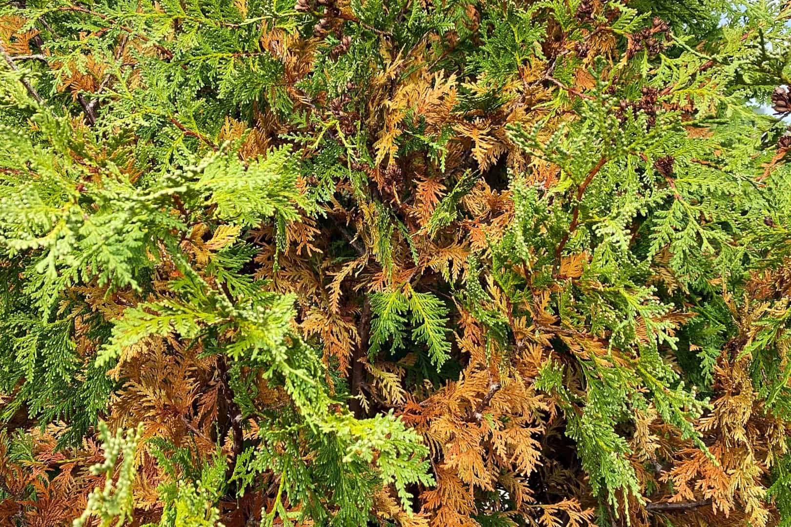 Fall needle drop is normal, here’s what to look for | Whispering Hills ...