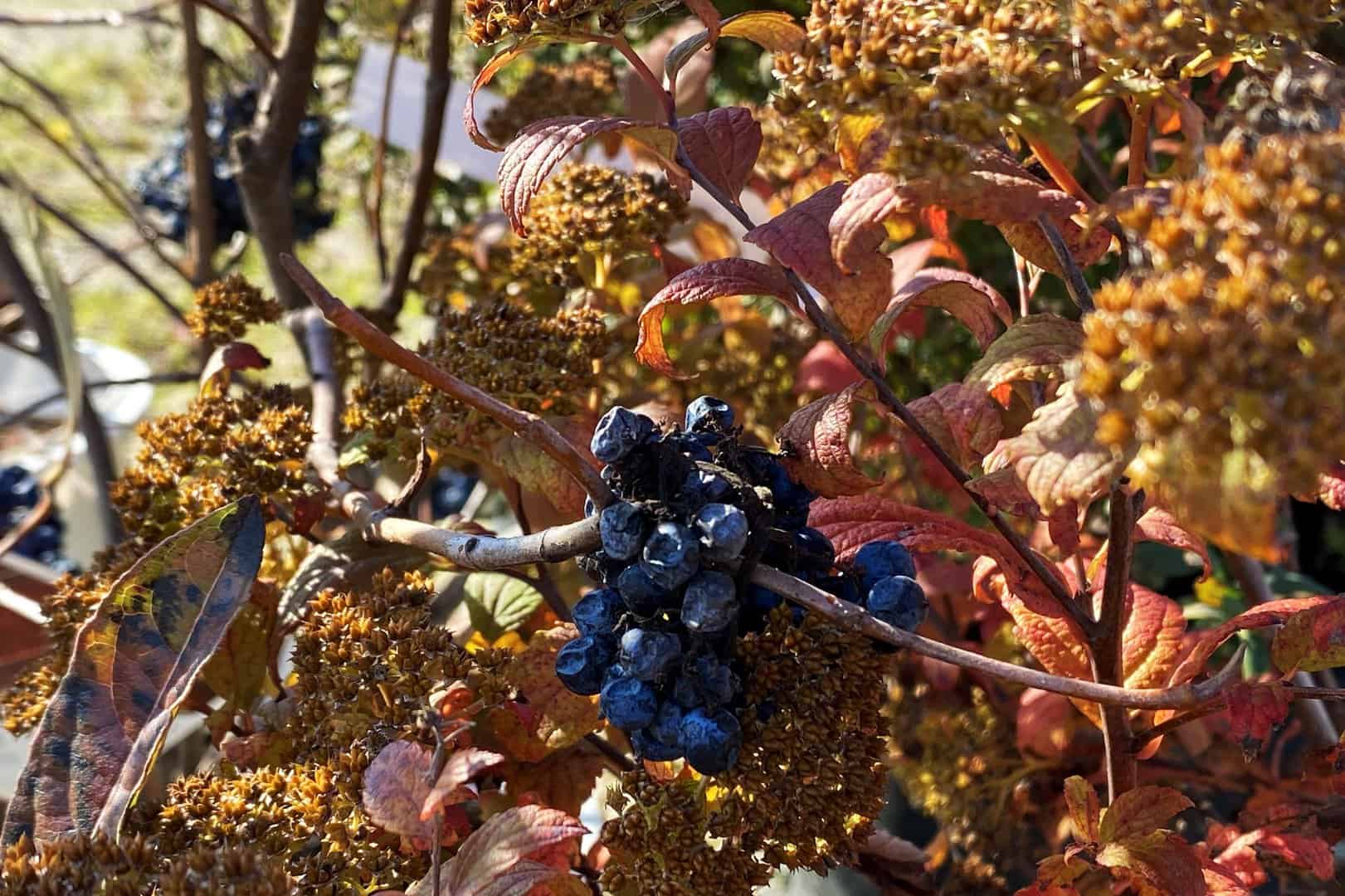 What it means when plants go dormant for winter | Whispering Hills Nursery