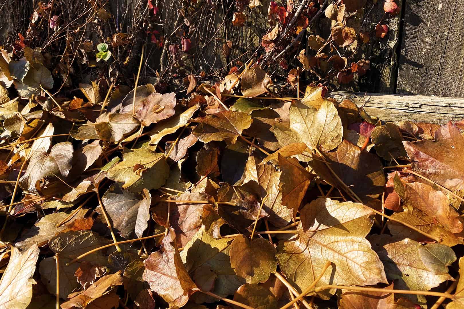 A simple guide to fall cleanup | Whispering Hills Nursery