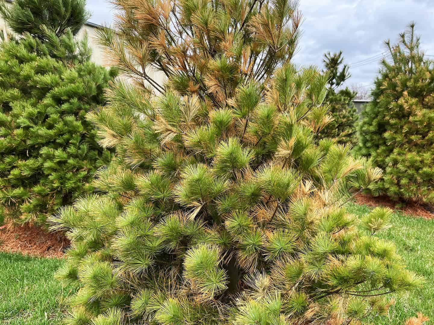 Evergreen winter burn explained, and how to prevent it | Whispering ...