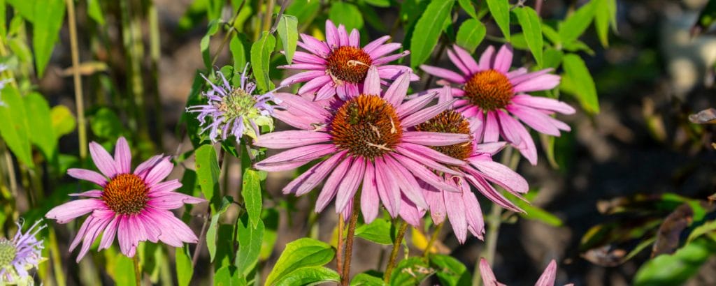 Exploring Illinois Native Plant Species in Crystal Lake | Whispering ...