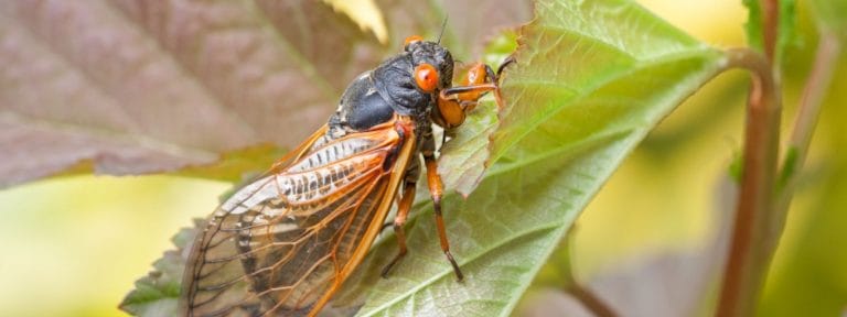The Secret World of Cicadas: Exploring Their Unique Life Cycle and ...